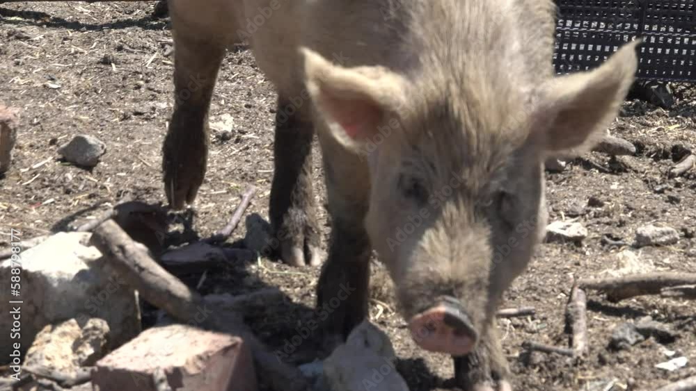 Video Stock Swine husbandry. Ukrainian steppe white breed of pigs ...