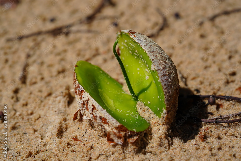 Stockfoto Germinating seed of Swartzia polyphylla tree, a buttress or ...