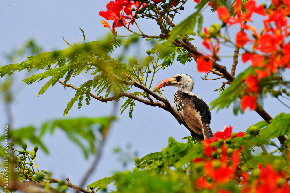 Calao à bec rouge perché dans un flamboyant foto de Stock | Adobe Stock