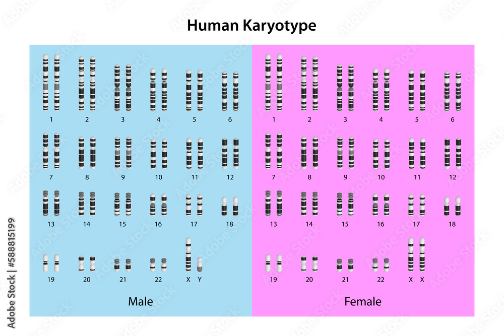 Human Karyotype (male and female) Stock Illustration | Adobe Stock