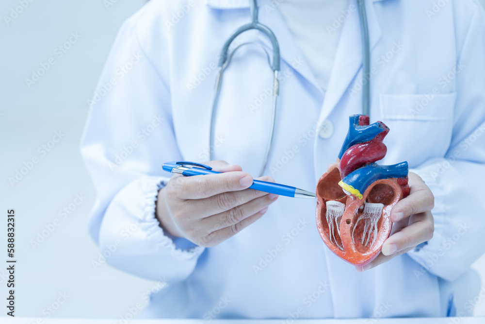 Doctor hand pointing heart anatomy human body model on white background ...