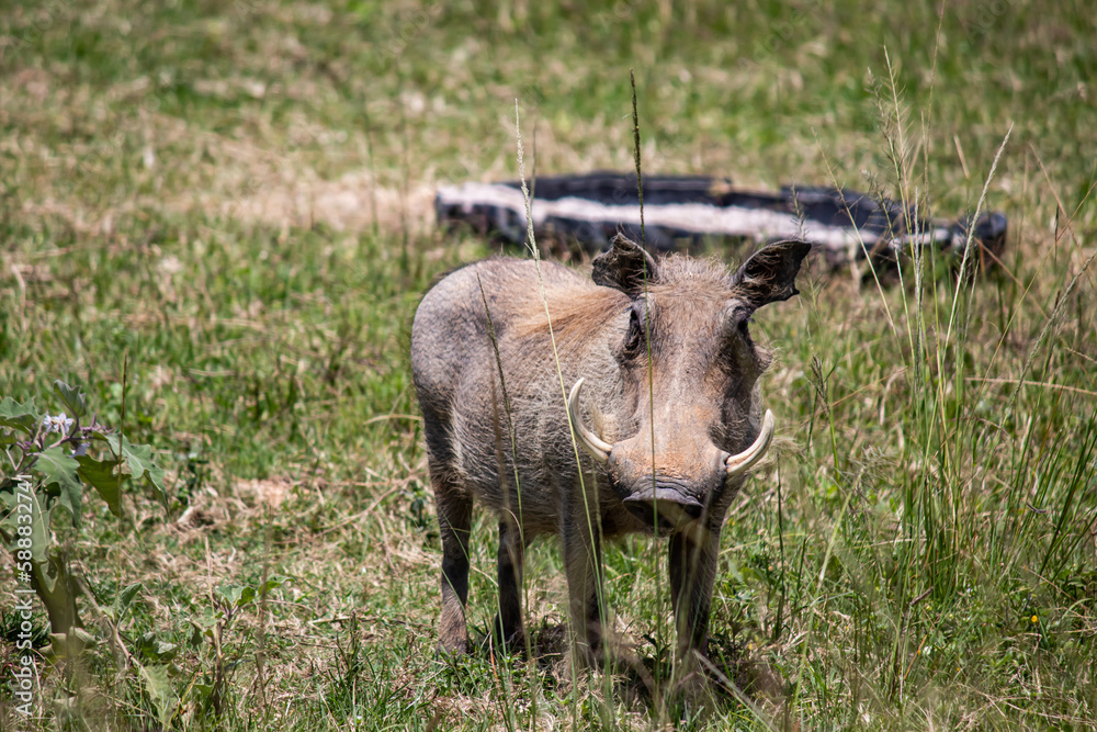Warthog, African wild pig in savannah in Africa, in national park for ...