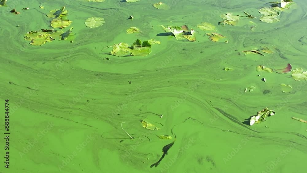 The river is covered with green algae. Top view of the river surface ...