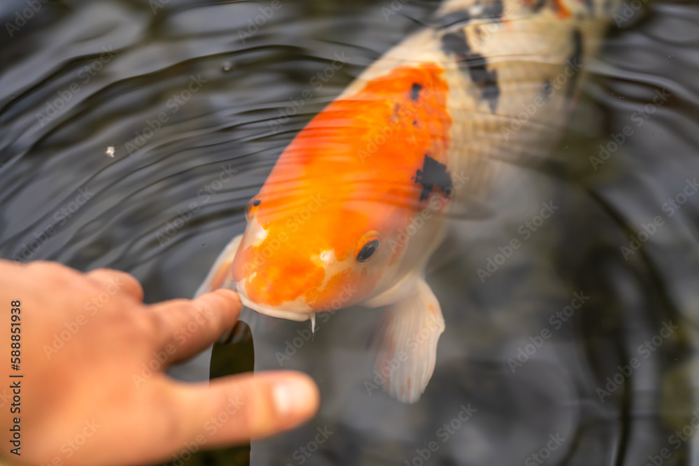 Man touching a Koi fish. A symbol of good luck in Japan. Stock Photo ...
