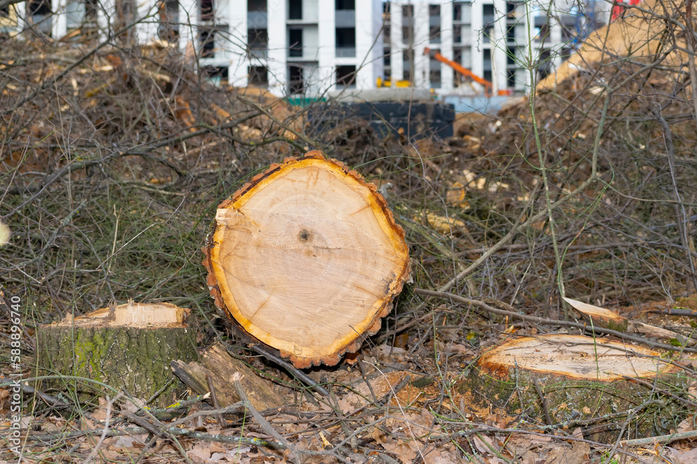 felling of an alley with oak for the construction of multi-storey ...
