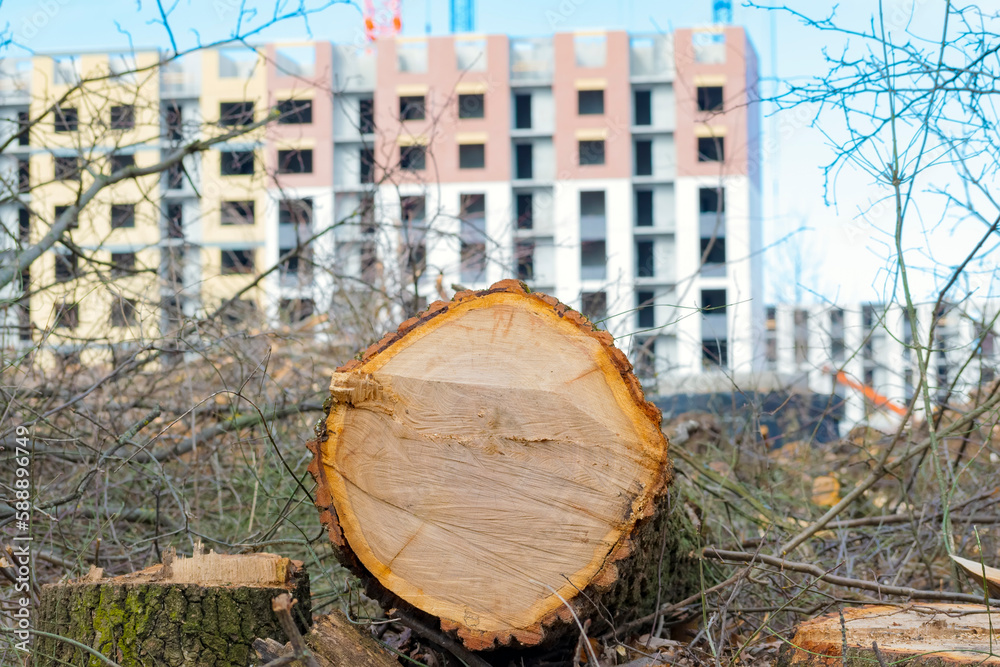 felling of an alley with oak for the construction of multi-storey ...