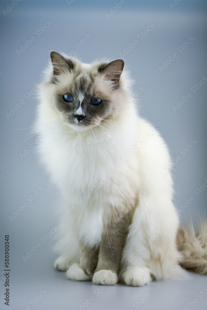 Young ragdoll kitten. Purebred cat looking at the camera. Fuzzy and ...