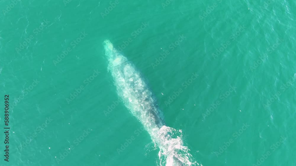 BUZZARDS BEACH EAST CAPE BCS MEXICO-2023: An Aerial View Of A Whale ...