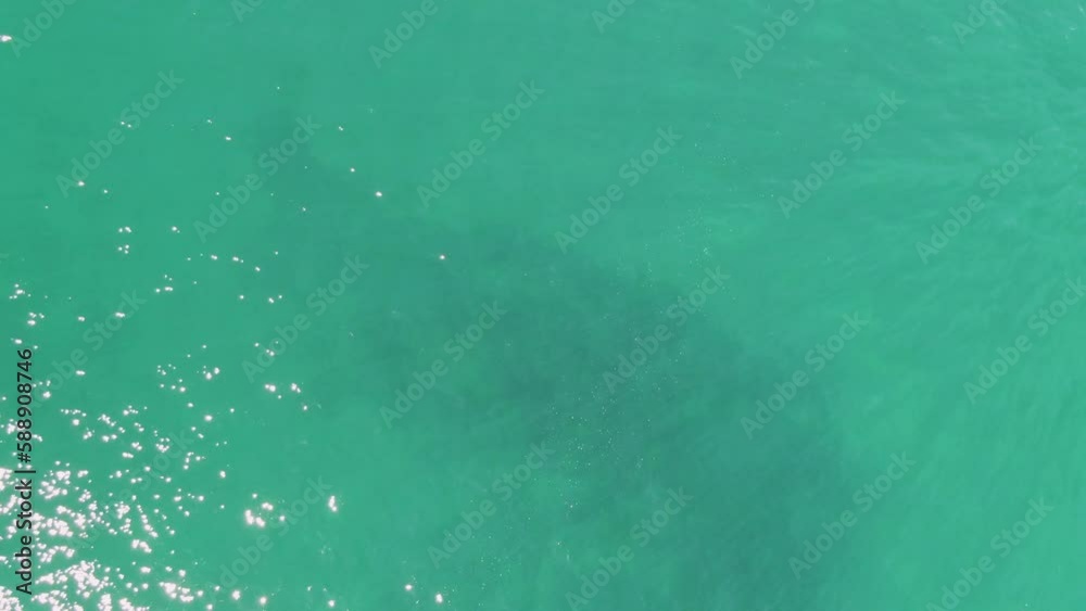 BUZZARDS BEACH EAST CAPE BCS MEXICO-2023: There Is A Shark Swimming In ...