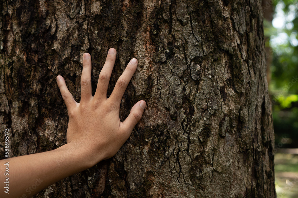 Young man hand touching old tree trunk in forest.protect nature, green ...