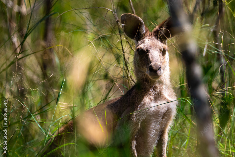 Portrait of beautiful eastern gray kangaroo hidden in high grass ...