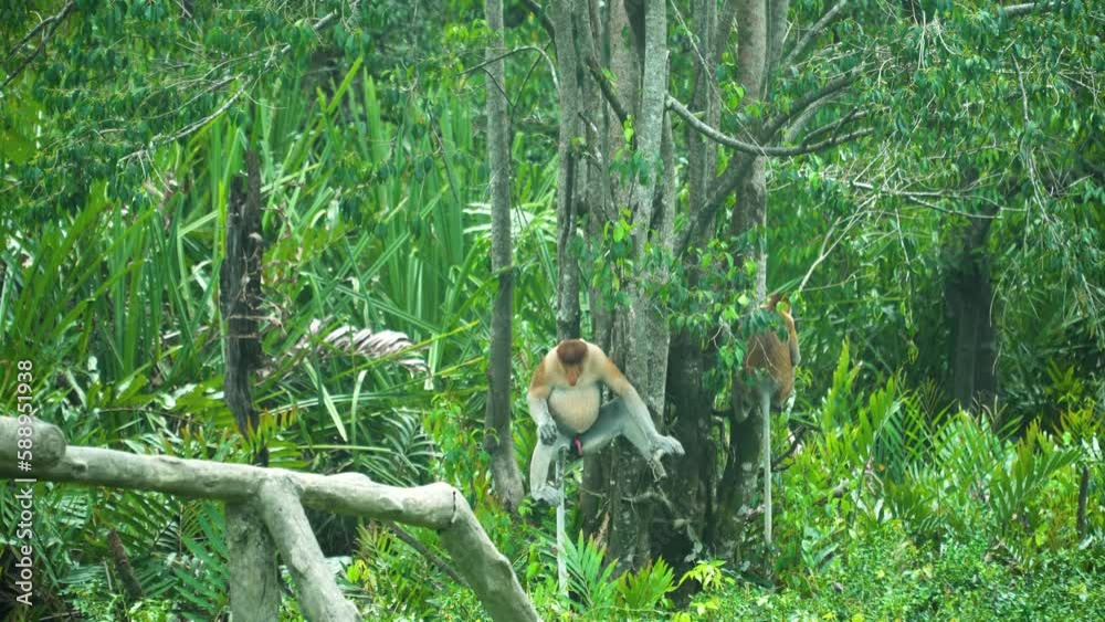 Proboscis monkeys on a tree in the jungle. Borneo. Labuk bay, Malaysia ...