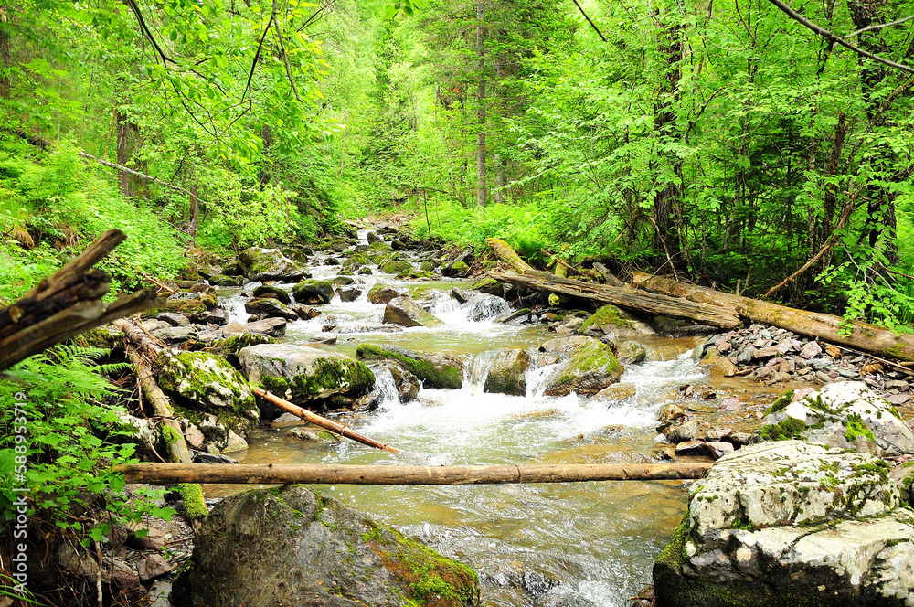 Felled tree trunks block the course of a small stormy river flowing ...
