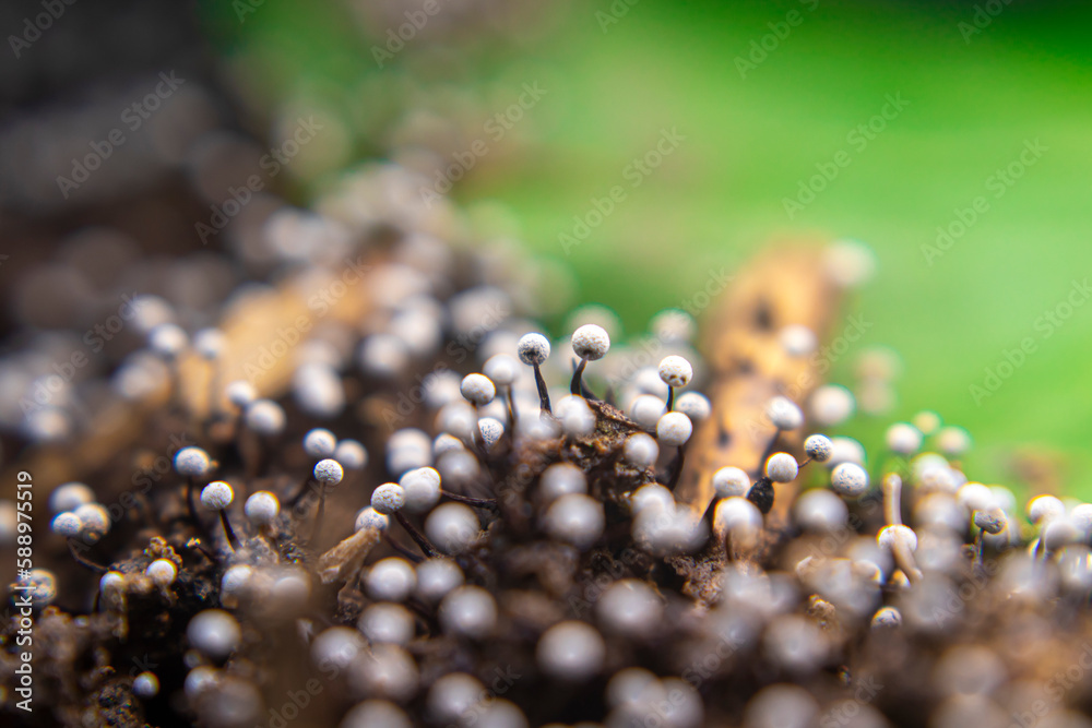 Physarum leucophaeum is a species of slime mold. Found in moist ...