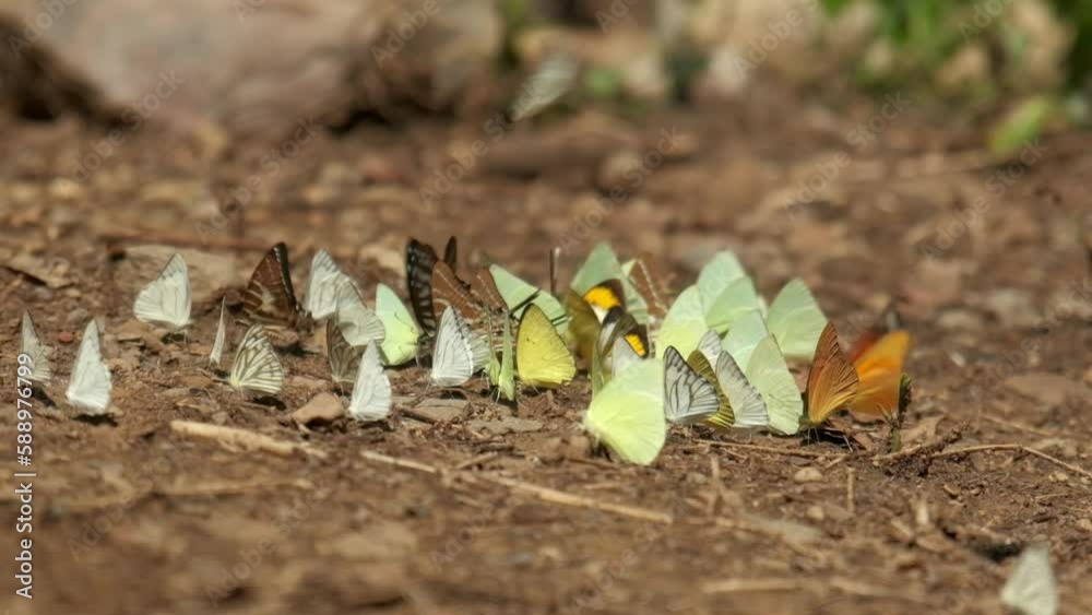 Slow motion, many swarms of colorful butterflies flying, beautiful ...