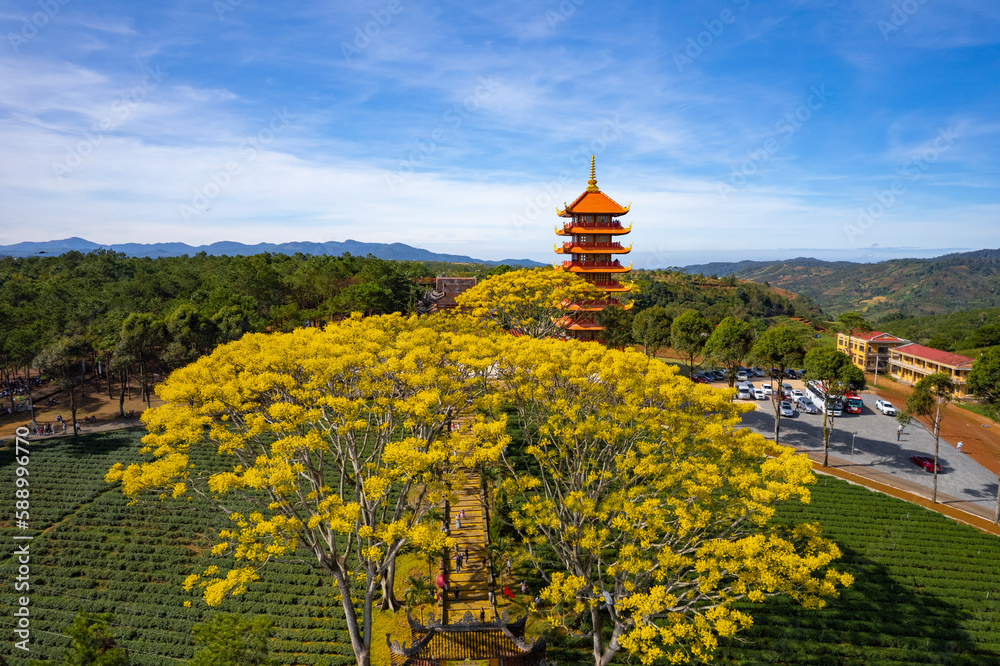 Yellow scallops bloom brilliantly at Bat Nha Monastery Pagoda, Bao Loc ...