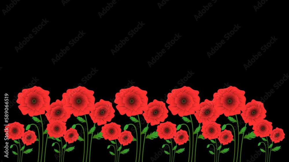 Video illustration of a bright poppy flowers.. Animated remembrance day ...