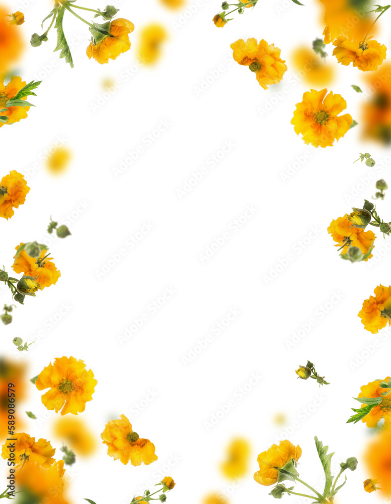 Photo Floral frame overlay of yellow flowers, isolated, VICUSCHKA ...