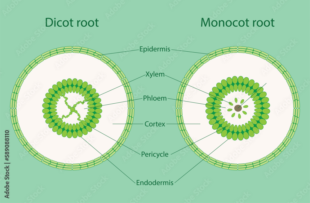 illustration of Biology, Monocot stem, Dicot stem, dicot stems have ...