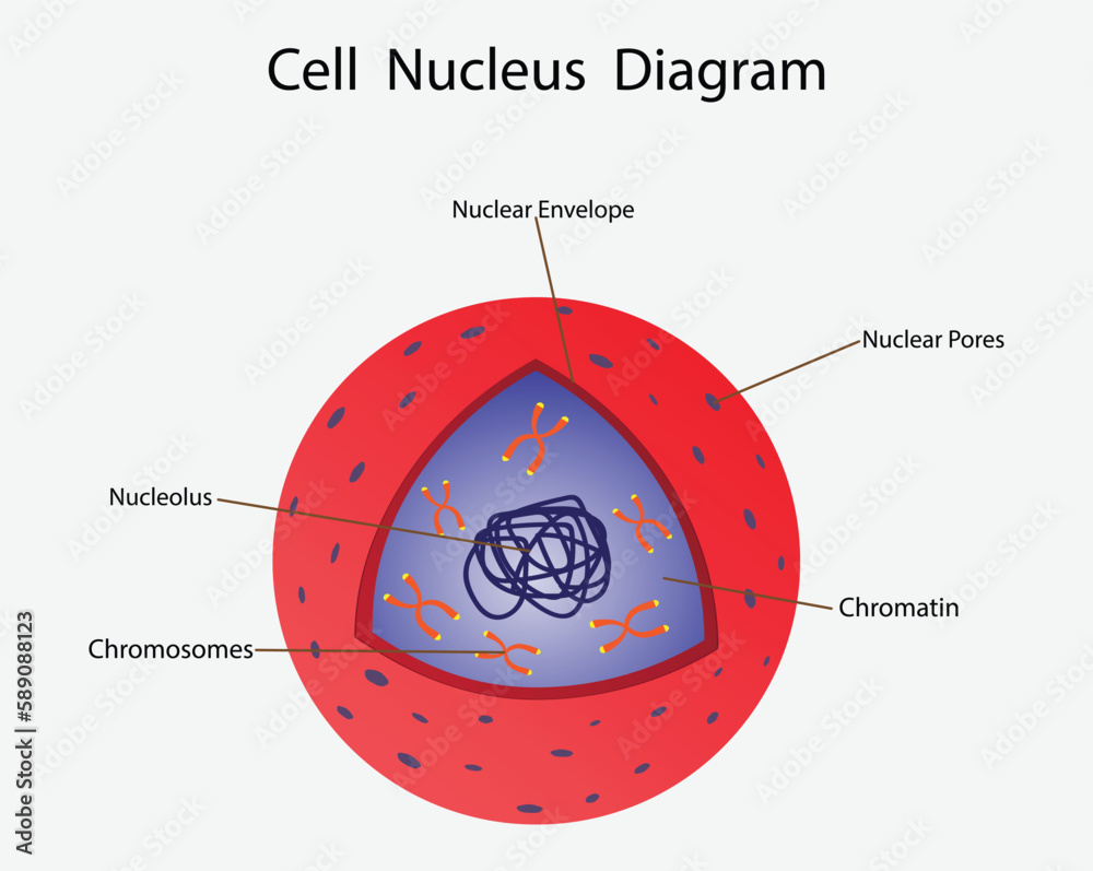 illustration of biology, Cell nucleus diagram, Animal cell anatomical ...