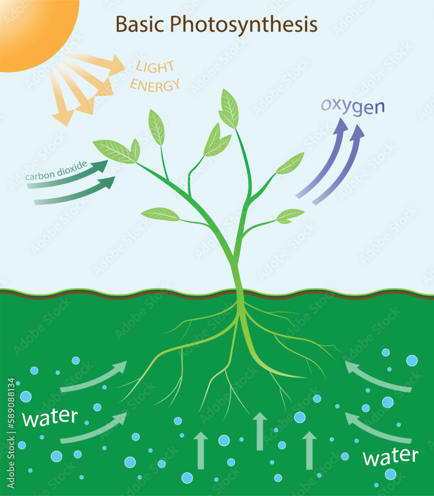 illustration of biology, Photosynthesis, teaching poster with the ...