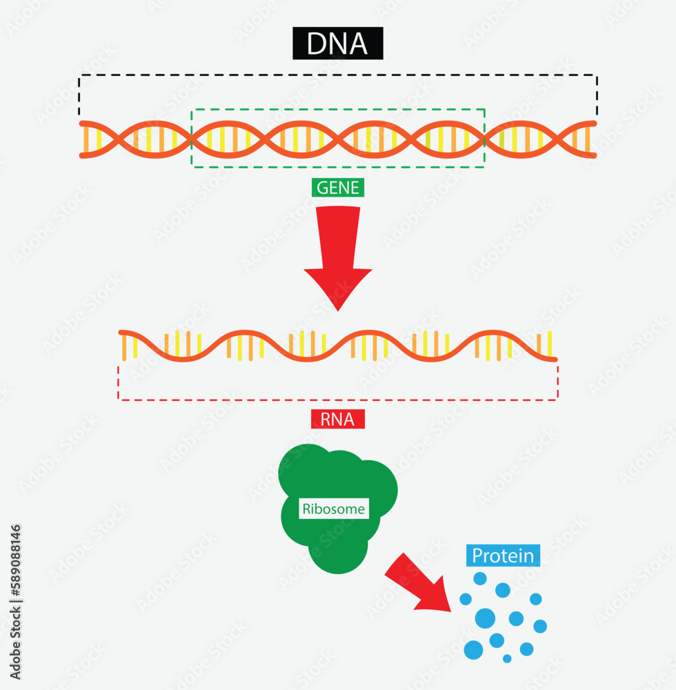 illustration of biology, Scientific biological model DNA and RNA ...