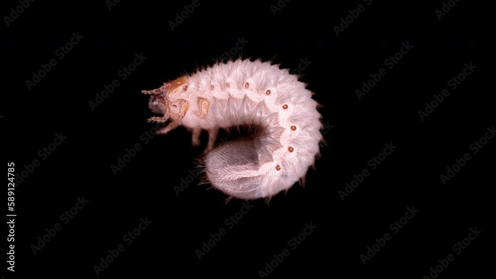 Beetle larva Pachnoda marginata, family Scarabaeidae. They live on ...