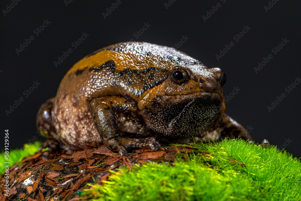 Fotografia do Stock: The banded bullfrog (Kaloula pulchra) is a species ...