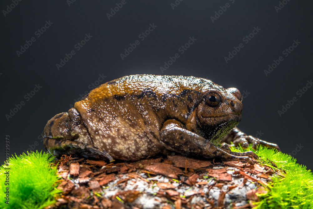The banded bullfrog (Kaloula pulchra) is a species of frog in the ...