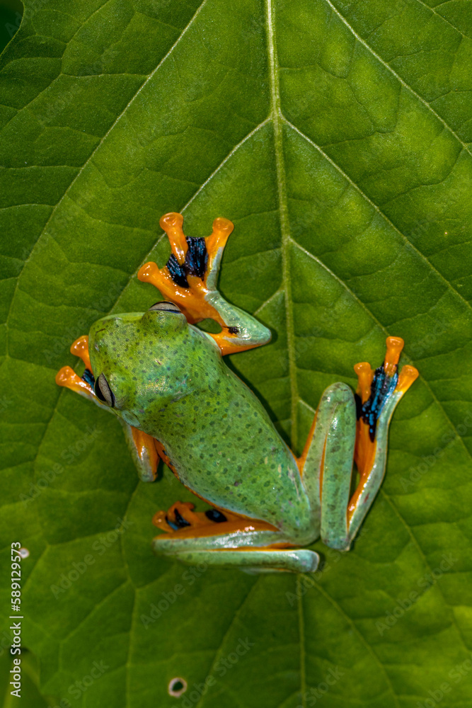 Wallace's flying frog (Rhacophorus nigropalmatus), also known as the ...