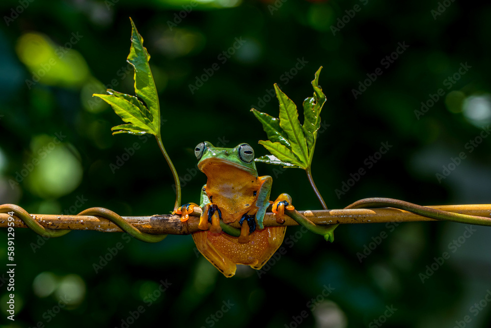 Wallace's flying frog (Rhacophorus nigropalmatus), also known as the ...