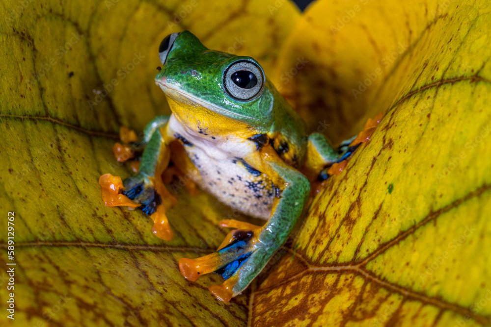 Wallace's flying frog (Rhacophorus nigropalmatus), also known as the ...