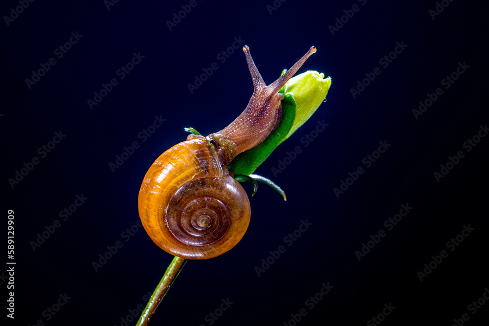 Macrochlamys indica or the horntail snail is a species of air-breathing ...
