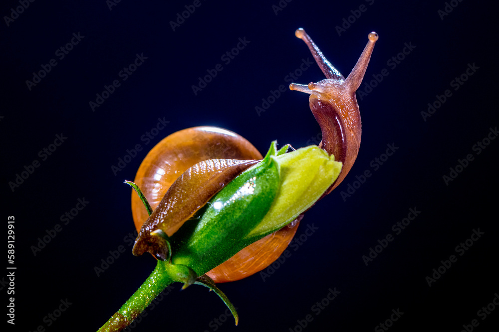 Macrochlamys indica or the horntail snail is a species of air-breathing ...