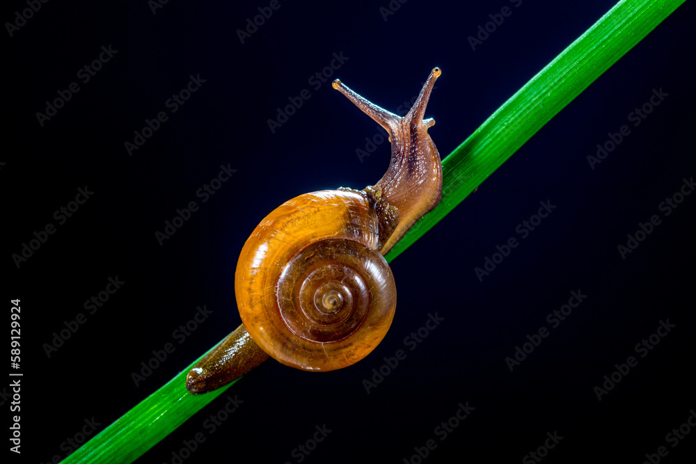 Macrochlamys indica or the horntail snail is a species of air-breathing ...