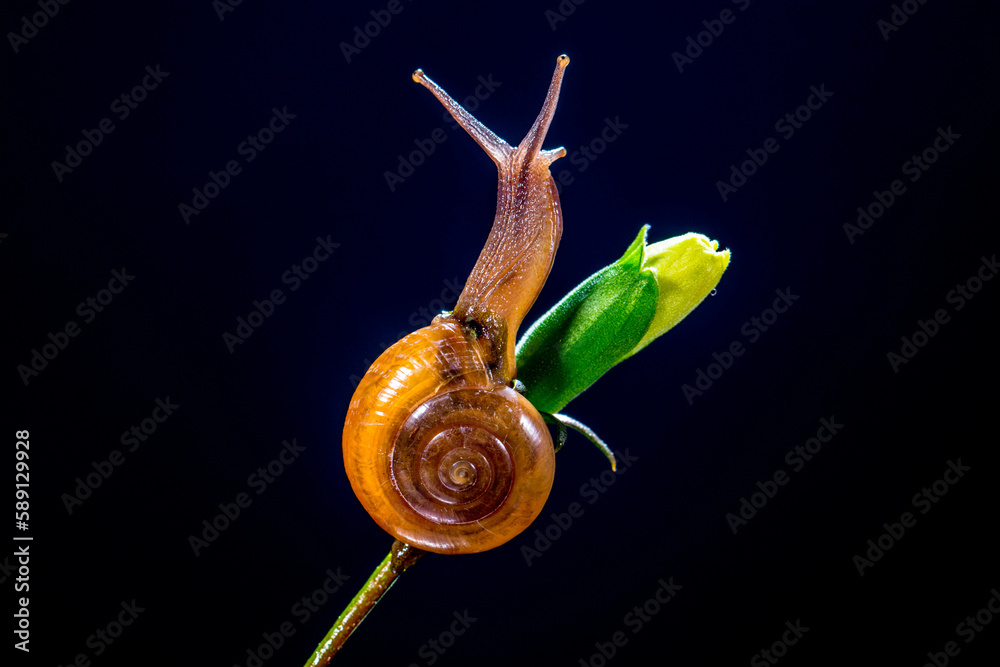 Macrochlamys indica or the horntail snail is a species of air-breathing ...