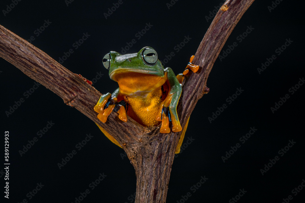 Macrochlamys indica or the horntail snail is a species of air-breathing ...