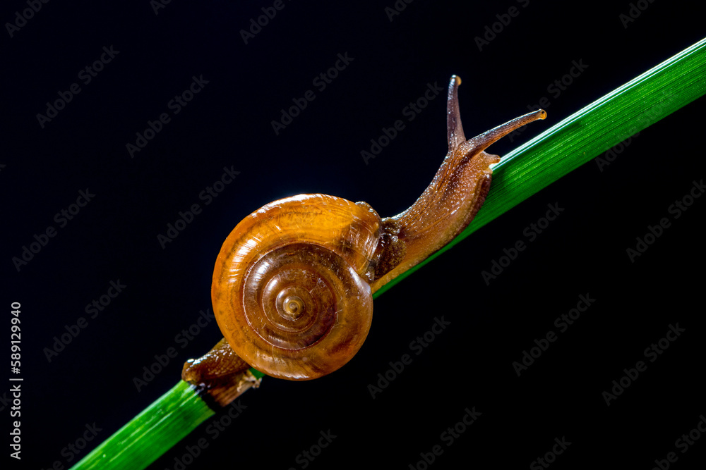 Macrochlamys indica or the horntail snail is a species of air-breathing ...
