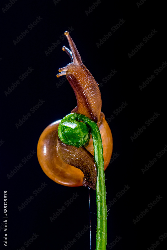 Macrochlamys indica or the horntail snail is a species of air-breathing ...