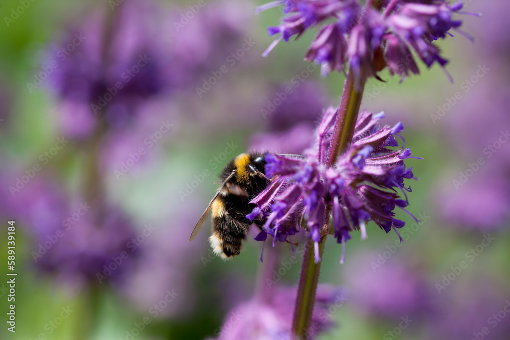 Salvia Verticillata - Purple Rain - beautiful ornamenal plant in the ...