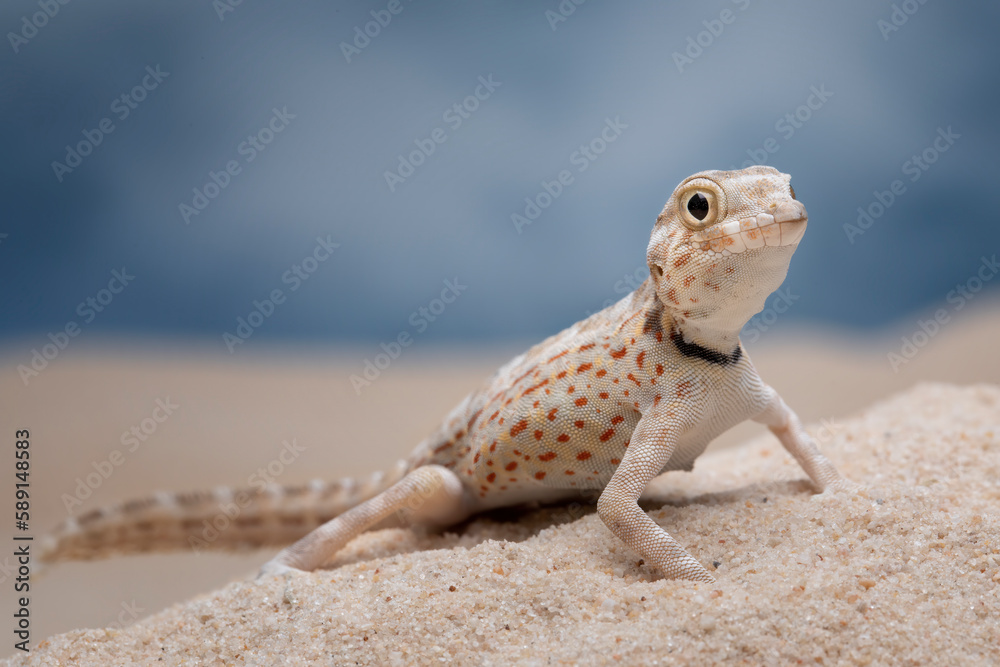 Pristurus carteri, commonly known as Scorpion-tailed Gecko, or Carter’s ...