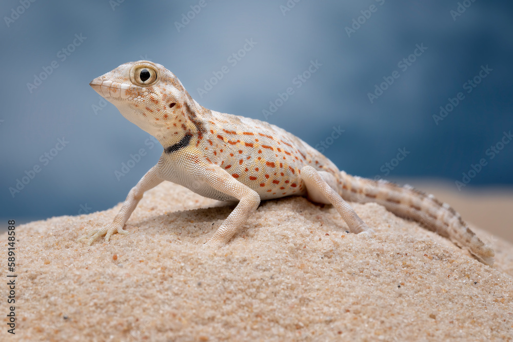 Pristurus carteri, commonly known as Scorpion-tailed Gecko, or Carter’s ...