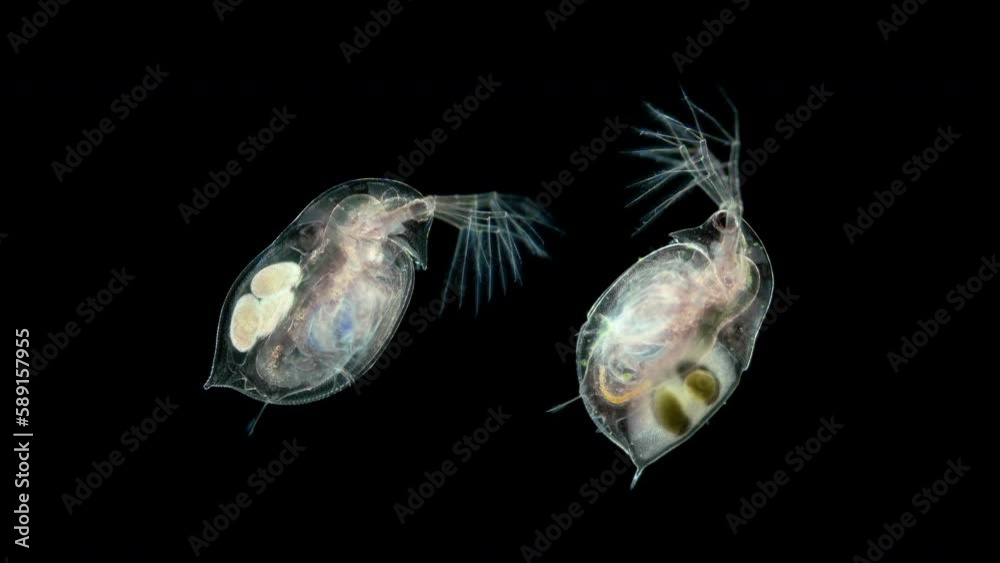 water flea Daphnia pulex under a microscope, class Branchiopoda. On ...