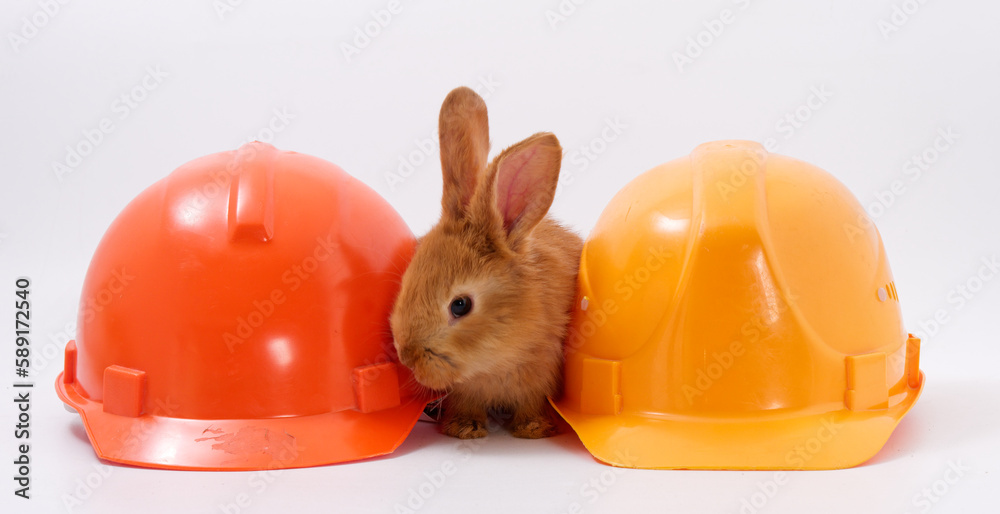 builder's day, symbol of the year easter bunny in a construction helmet ...