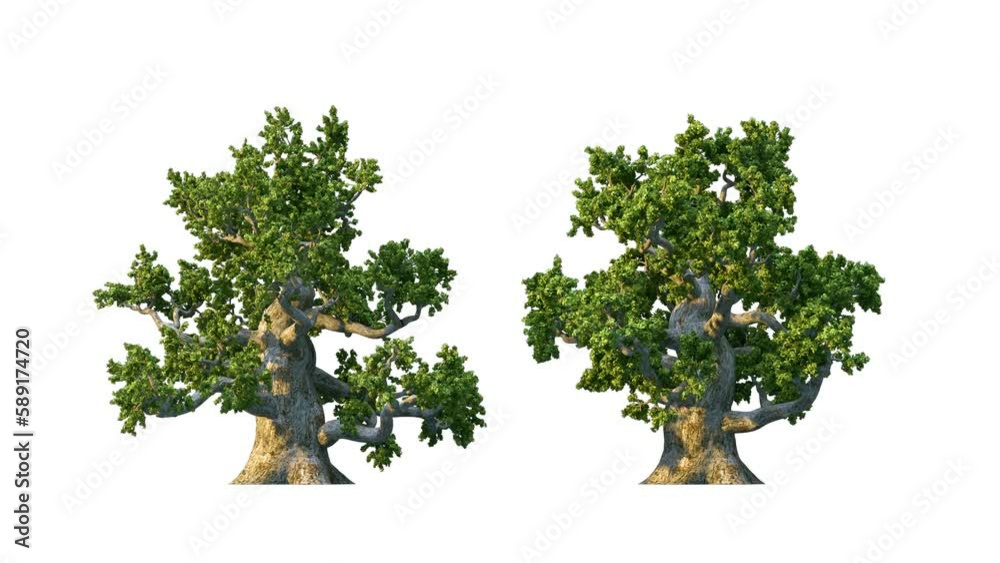 Vidéo Stock Growing trees isolated with alpha.3D animation growth grow ...