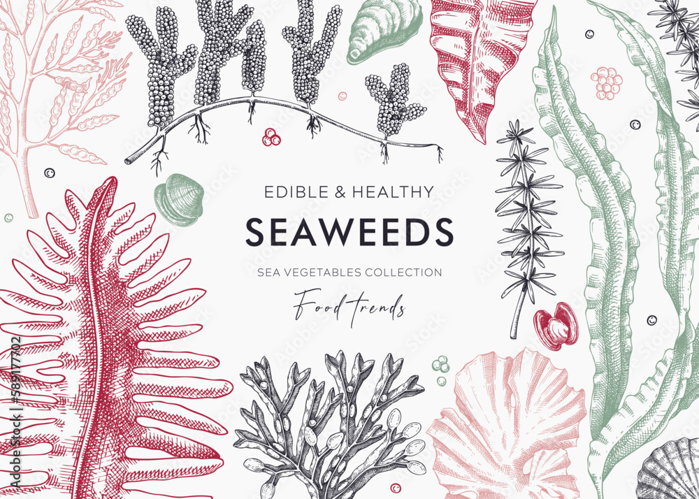 Edible seaweed background with hand drawn sea vegetables - kelp, kombu ... Edible seaweed background with hand drawn sea vegetables - kelp, kombu ...