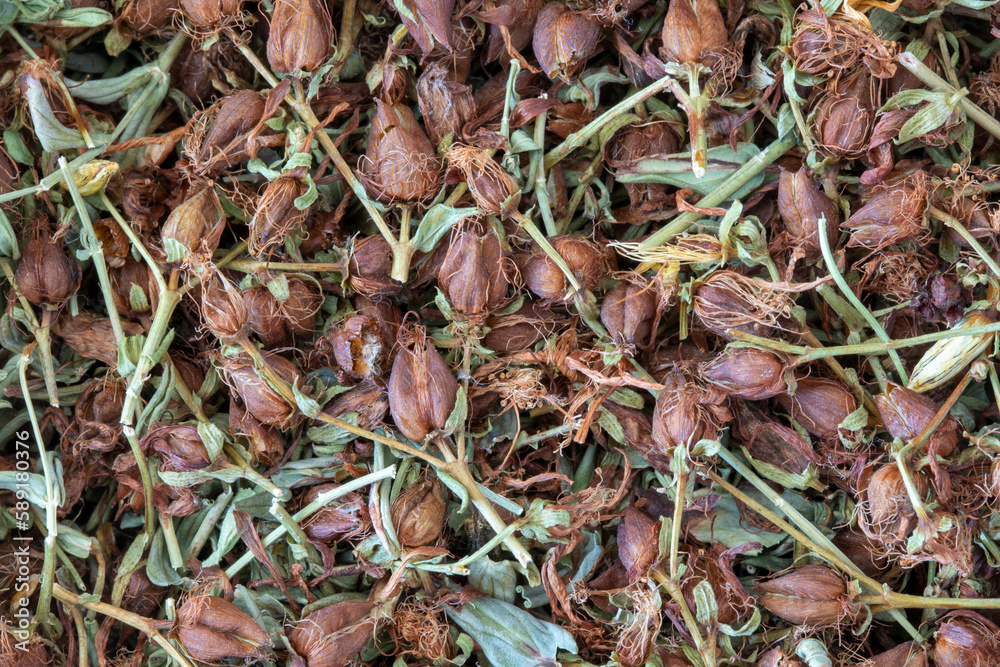 Dried St. johns wort herb background, top view, Hypericum perforatum ...