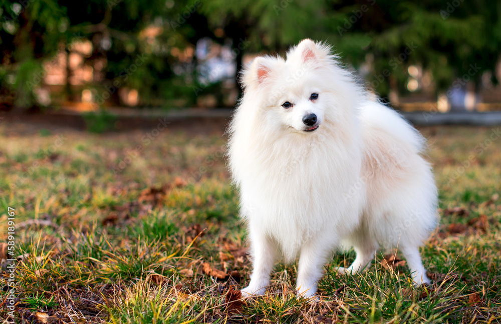 A beautiful dog of the Japanese Spitz breed. A white dog stands on a ...