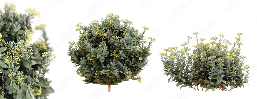 Fireweed (Epilobium Angustifolium) plant with purple flowers isolated ...