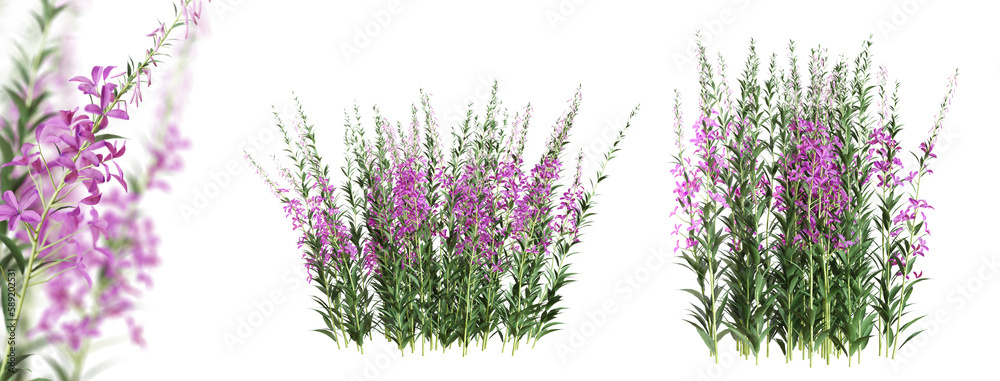 Fireweed (Epilobium Angustifolium) plant with purple flowers isolated ...